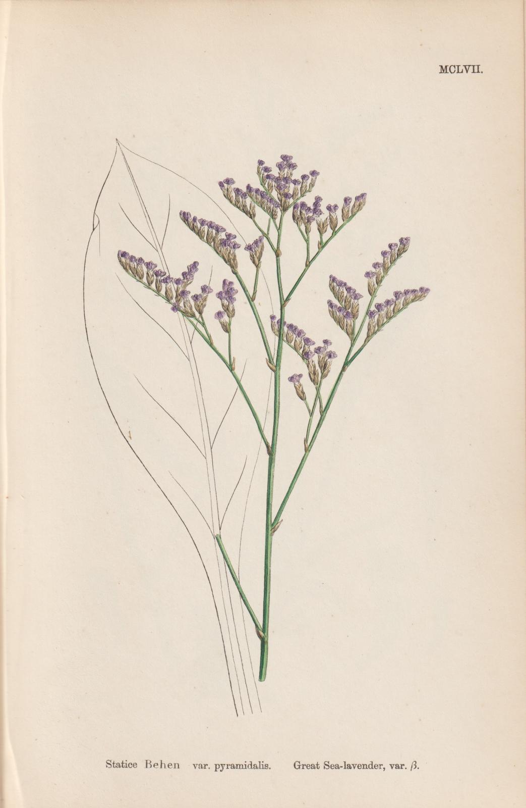 [Limonka] Statice Behen. var. pyramidalis. Great Sea-lavender, var. β ...