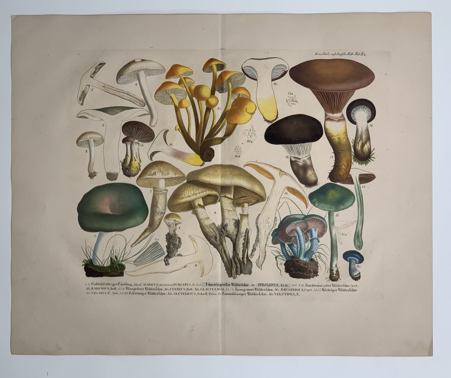 [Huby, plávky] Agaricus Furcatus ...; litografia - Krombholz Julius ...