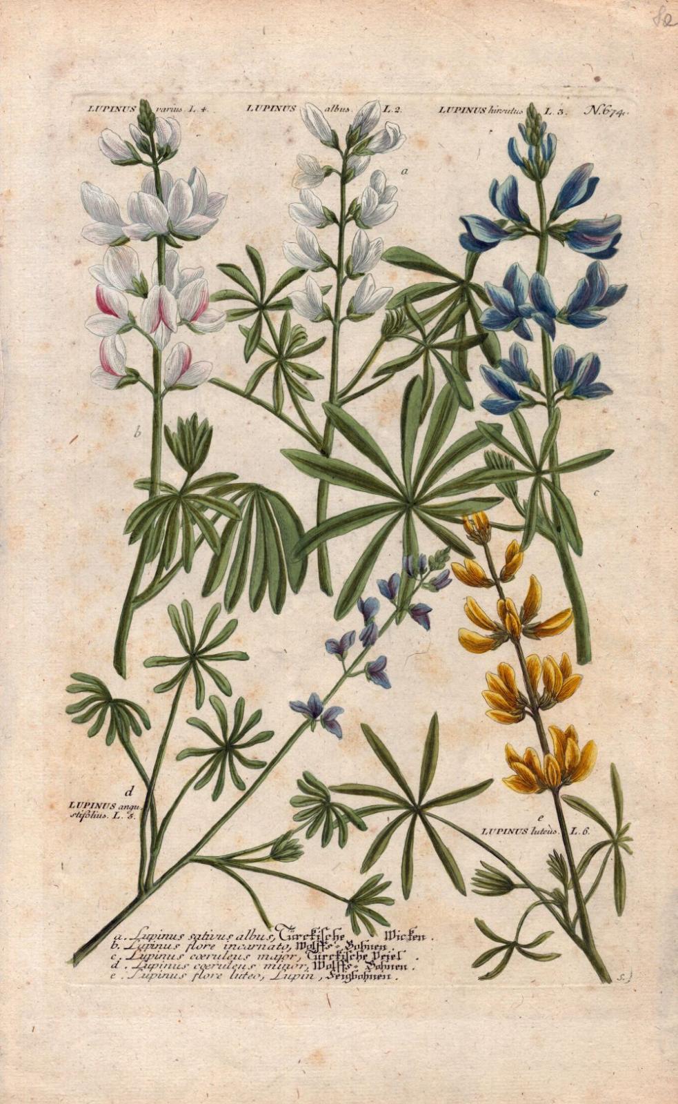 [Lupina] Lupinus Plants - Johann Wilhelm Weinmann (tlačená grafika ...