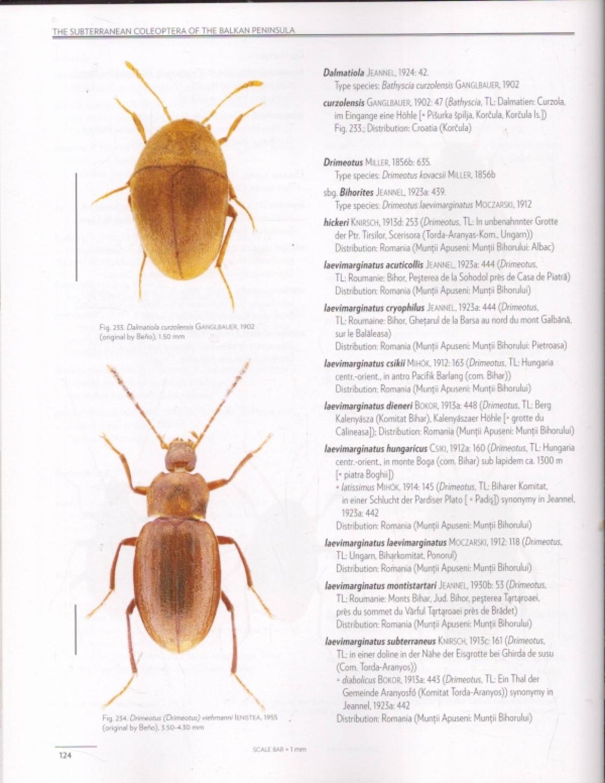 The Subterranean beetles of the Balkan Peninsula - Peter Hlaváč, Michel ...