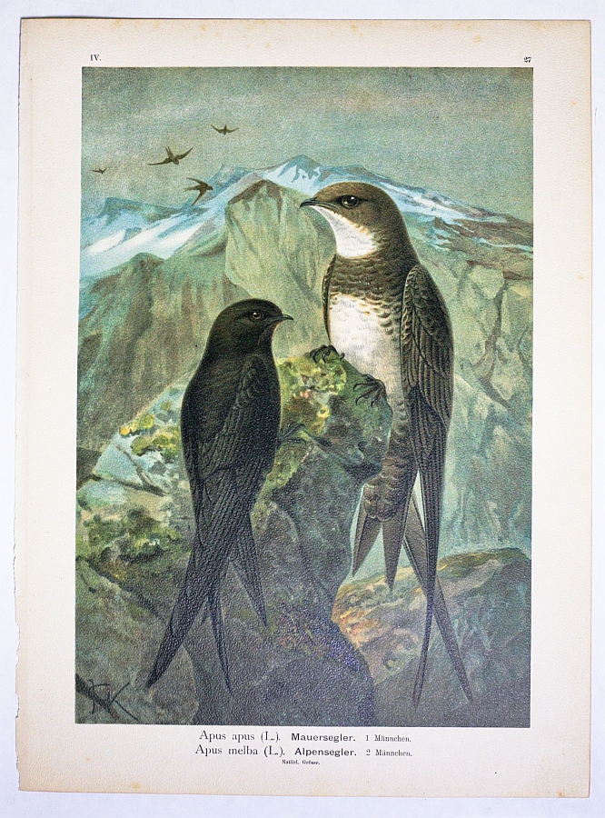 [Vtáky] Apus apus. Mauersegler., Apus melba. Alpensegler .; litografia ...